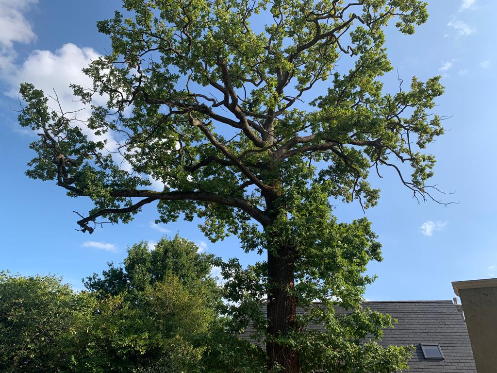 Tree Surgeons in Ealing and Chiswick | Allison Tree Services